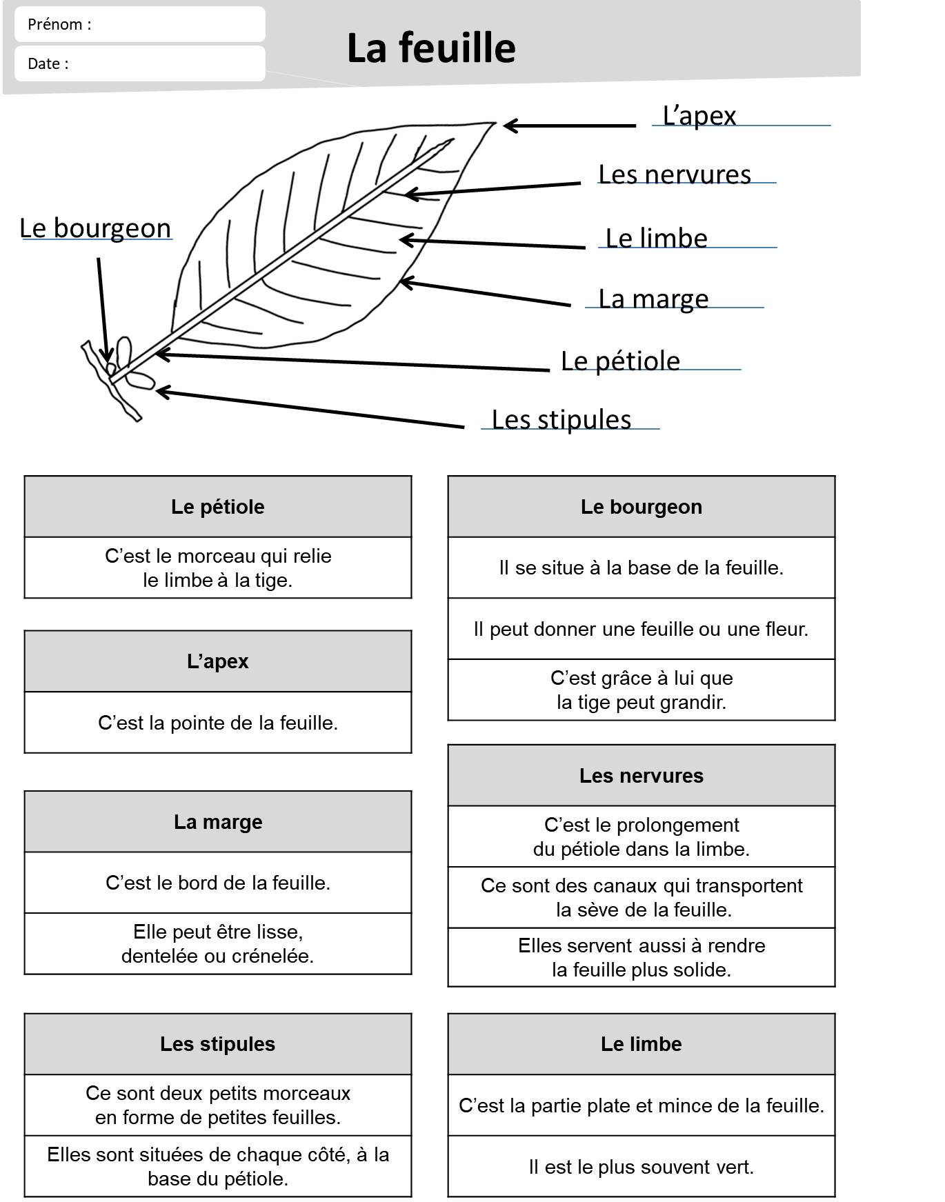 Exercices feuille et arbre - Loustics